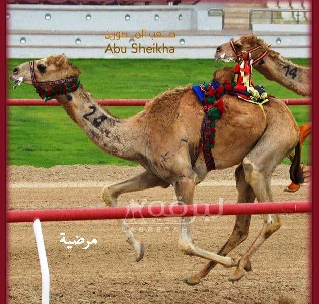 الكتبي وبن غدير والوهيبي والعامري يسيطرون على نواميس الجذاع : لبرقه ...